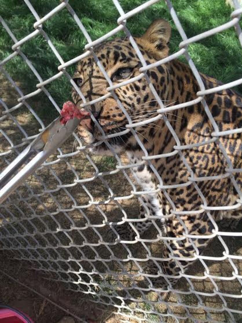 Jaguar Caged For Years Now Gets To Play All The Time - The Dodo