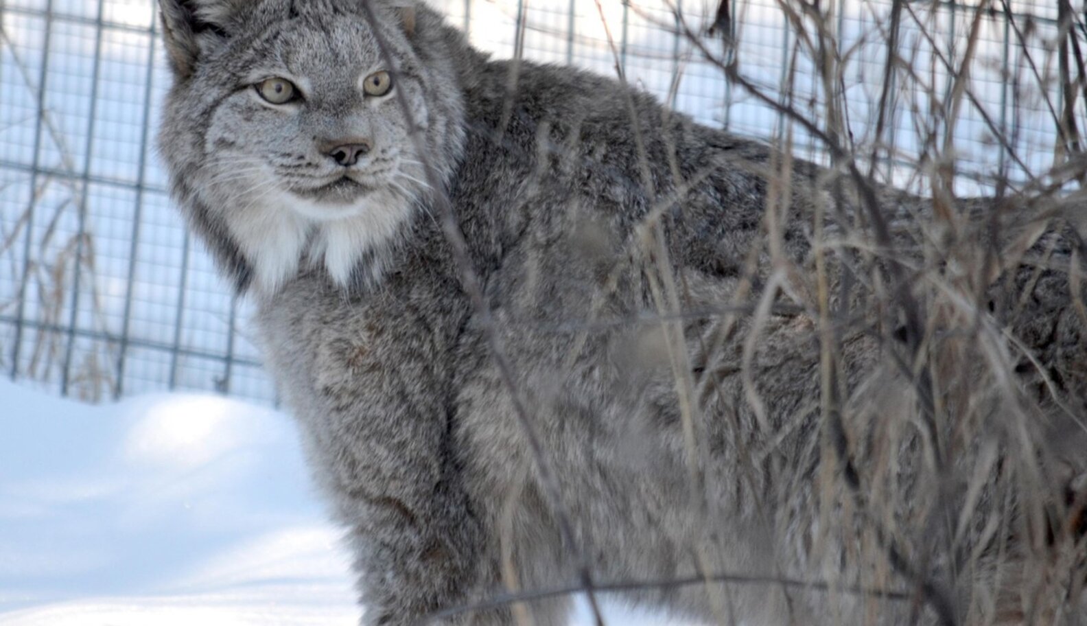 Lynx Kept As A Pet For 13 Years Walks Outside For The First Time - The Dodo