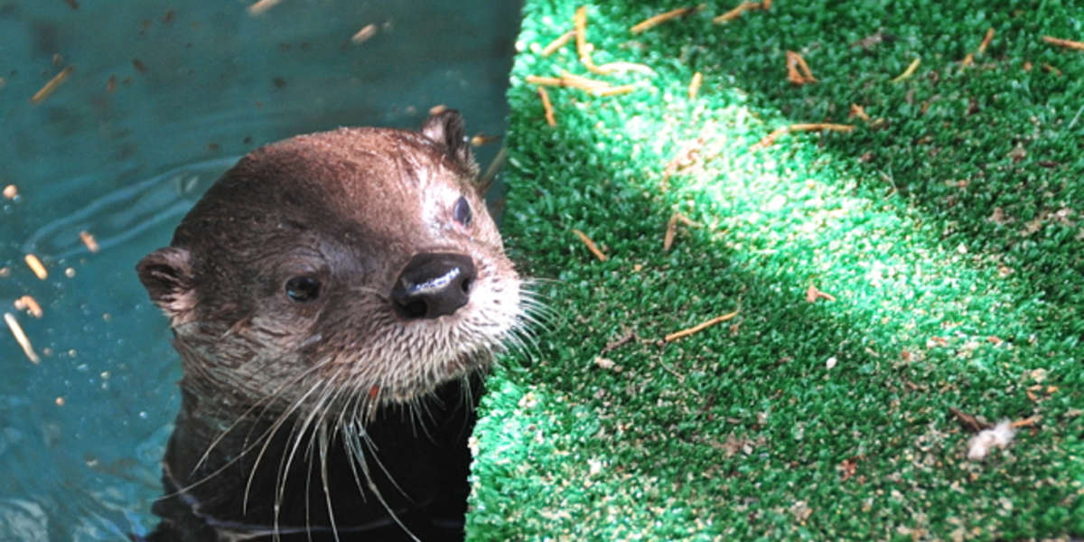 Little Otter Splashes In Her Pool As She Learns How To Be Wild - The Dodo