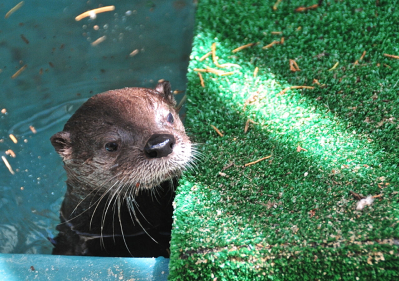 Little Otter Splashes In Her Pool As She Learns How To Be Wild - The Dodo