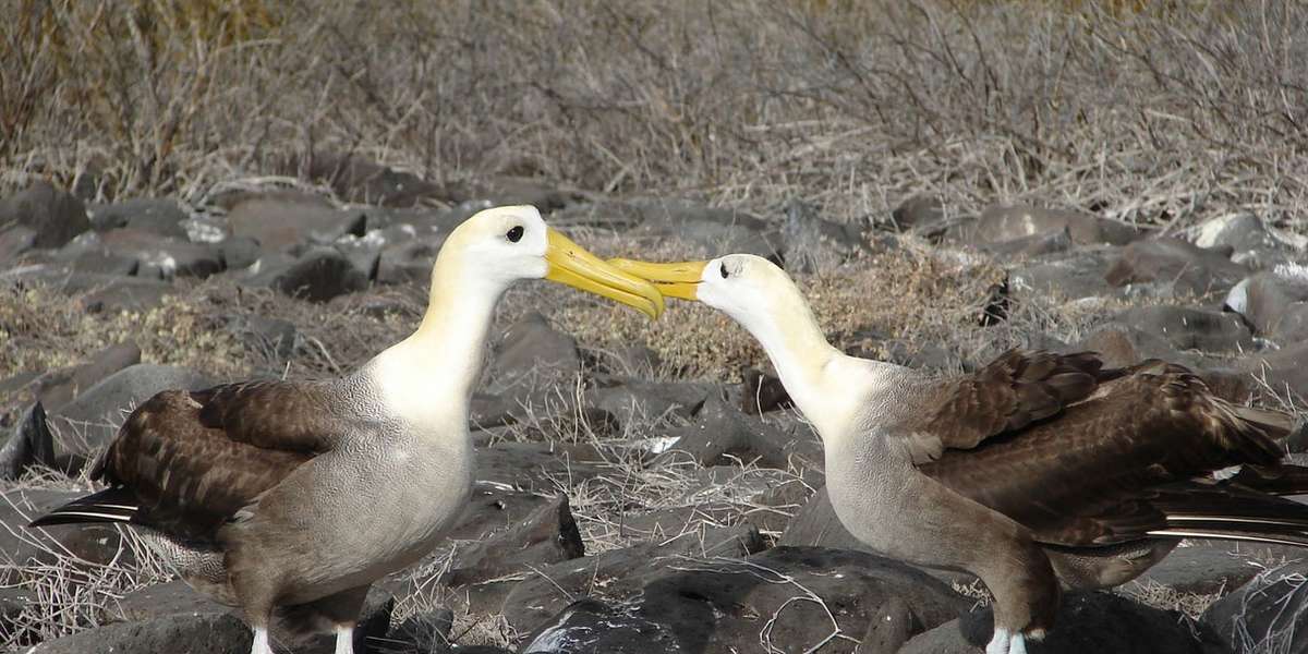 Love Is In The Air: 4 Birds with Incredible Mating Rituals - The Dodo