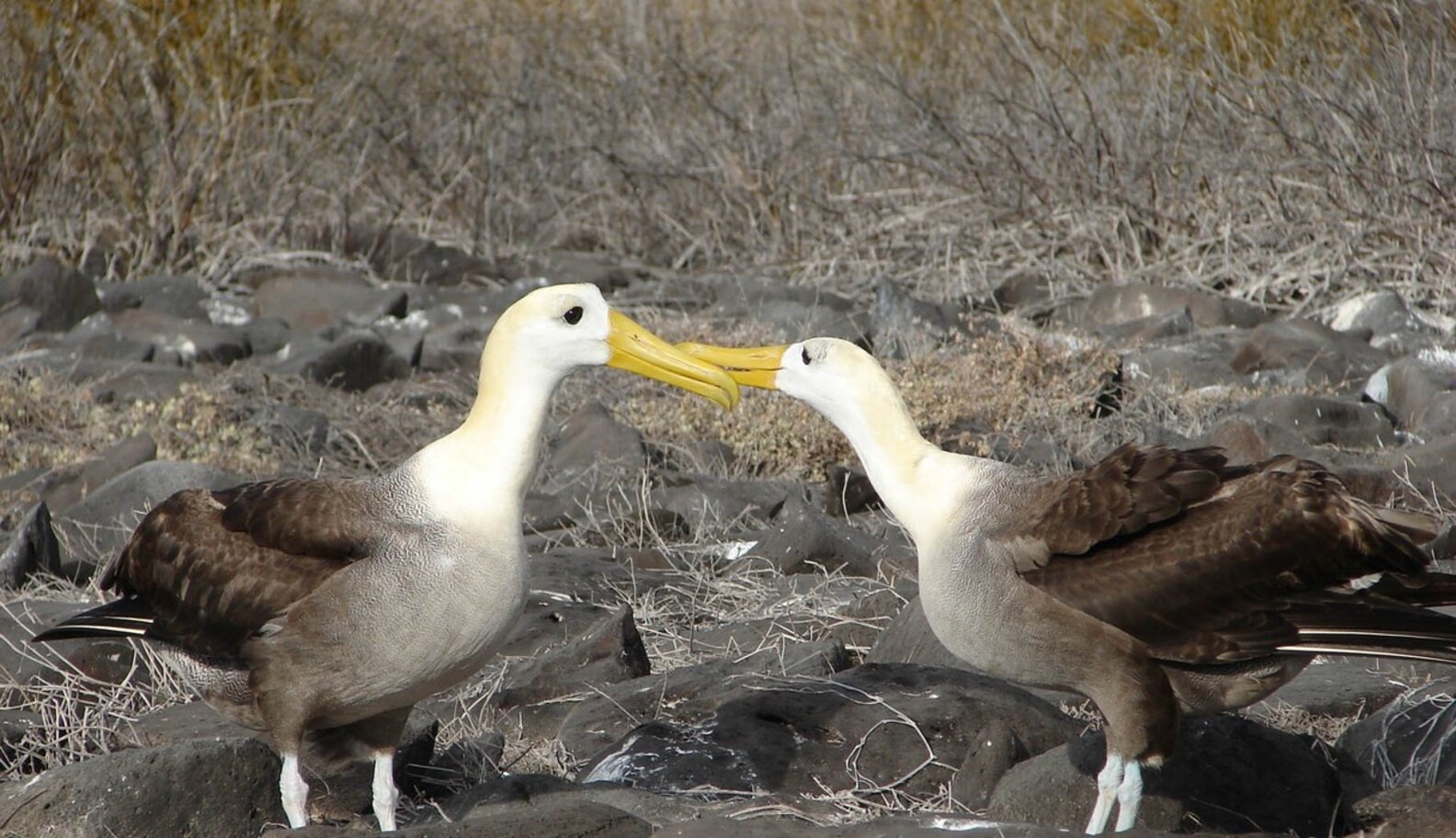 Love Is In The Air: 4 Birds with Incredible Mating Rituals - The Dodo