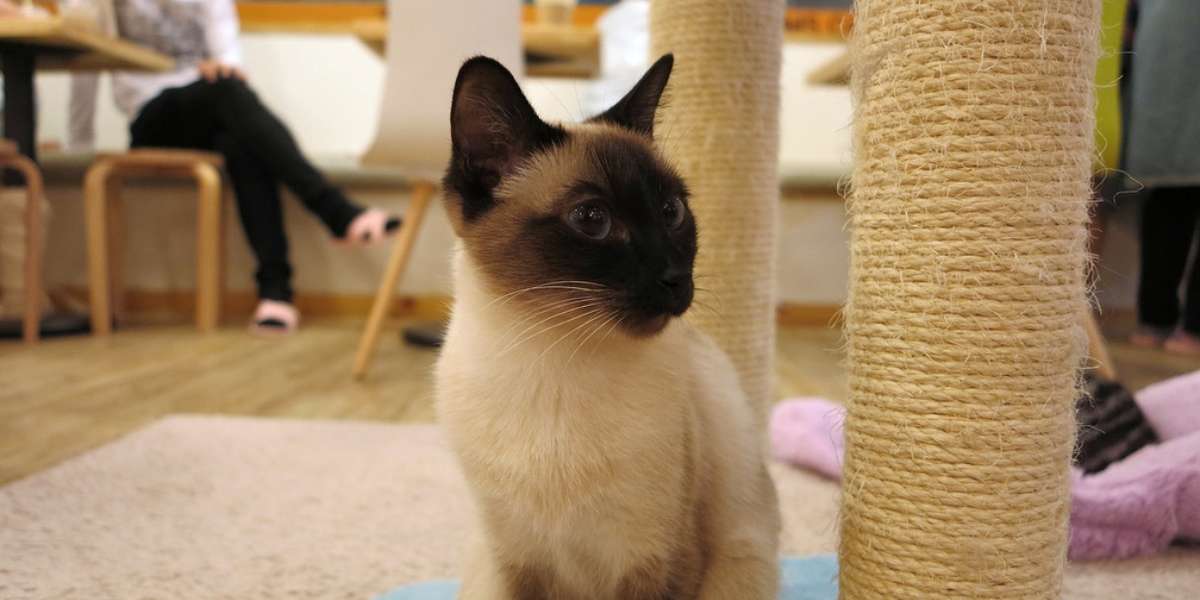 Cat Cafe Offers Purrfect Blend: Kitty Adoption With A Side Of Coffee ...