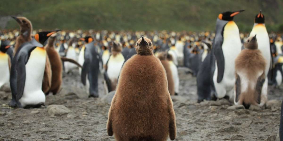 Young Penguins Are Master Explorers, Swimming 3,000 Miles In First Year ...