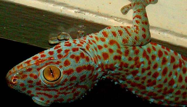Nature's Secret Agents: How Geckos Are Able To Walk On The Ceiling ...