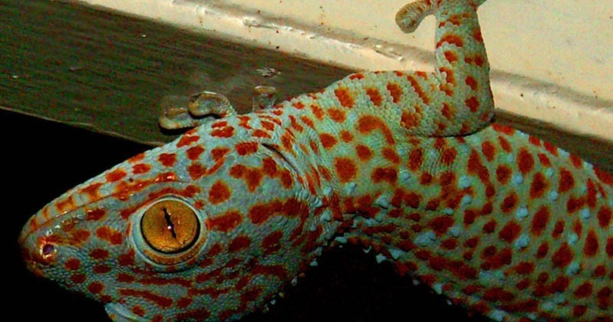 Nature's Secret Agents: How Geckos Are Able To Walk On The Ceiling ...