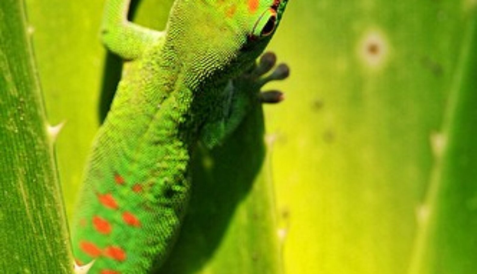Nature's Secret Agents: How Geckos Are Able To Walk On The Ceiling ...