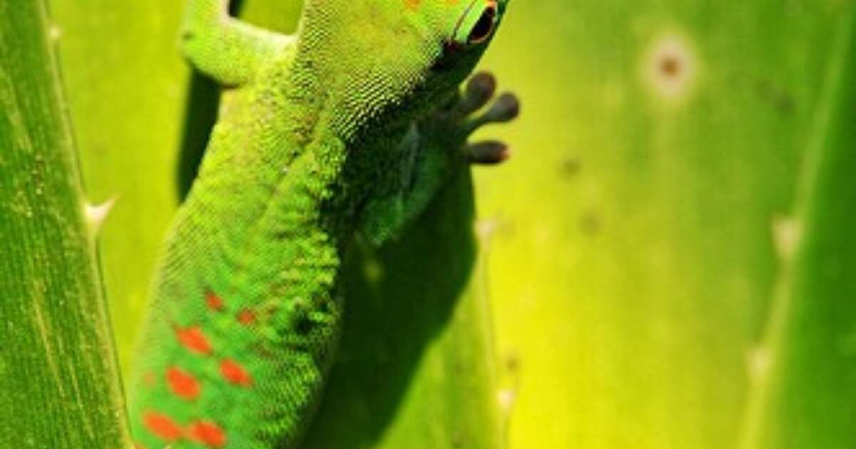 Nature's Secret Agents: How Geckos Are Able To Walk On The Ceiling ...
