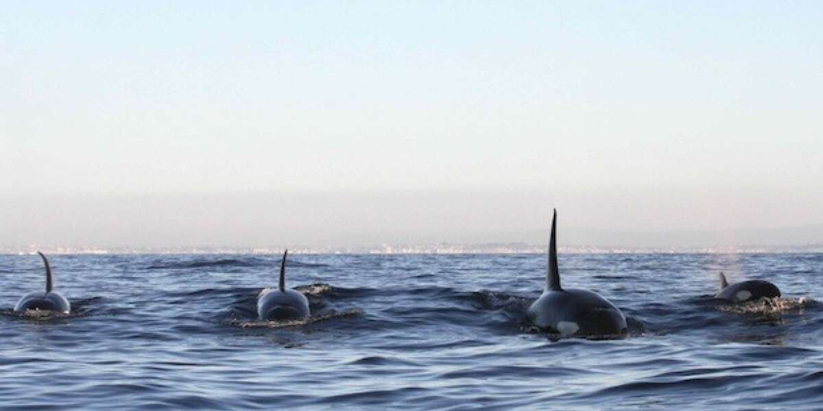 Spectacular Orca Show Performed Willingly In The Wild - The Dodo