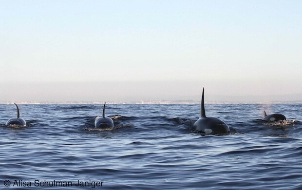 Spectacular Orca Show Performed Willingly In The Wild - The Dodo