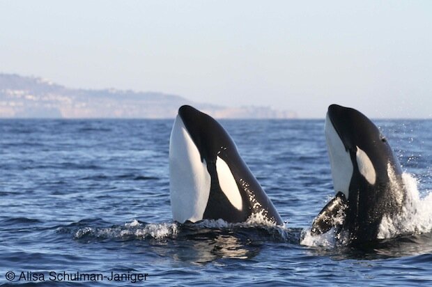 Spectacular Orca Show Performed Willingly In The Wild - The Dodo