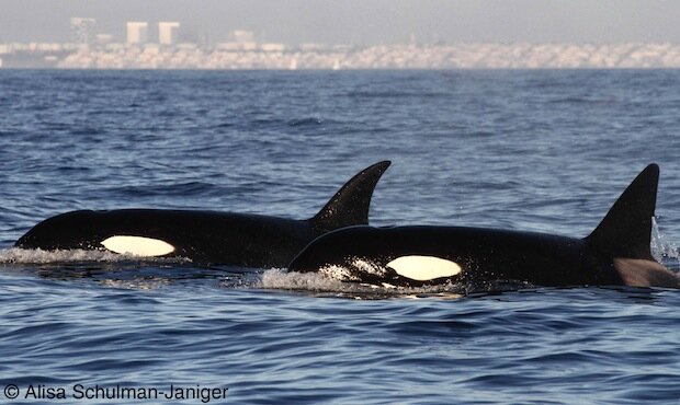Spectacular Orca Show Performed Willingly In The Wild - The Dodo