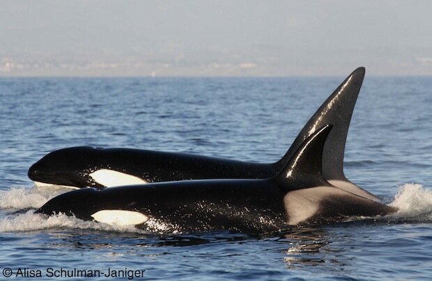 Spectacular Orca Show Performed Willingly In The Wild - The Dodo