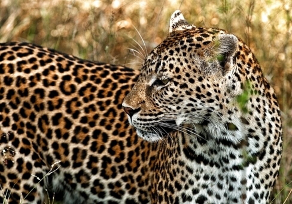 Leopards Are Facing An Even Greater Danger Than Trophy Hunters - The Dodo