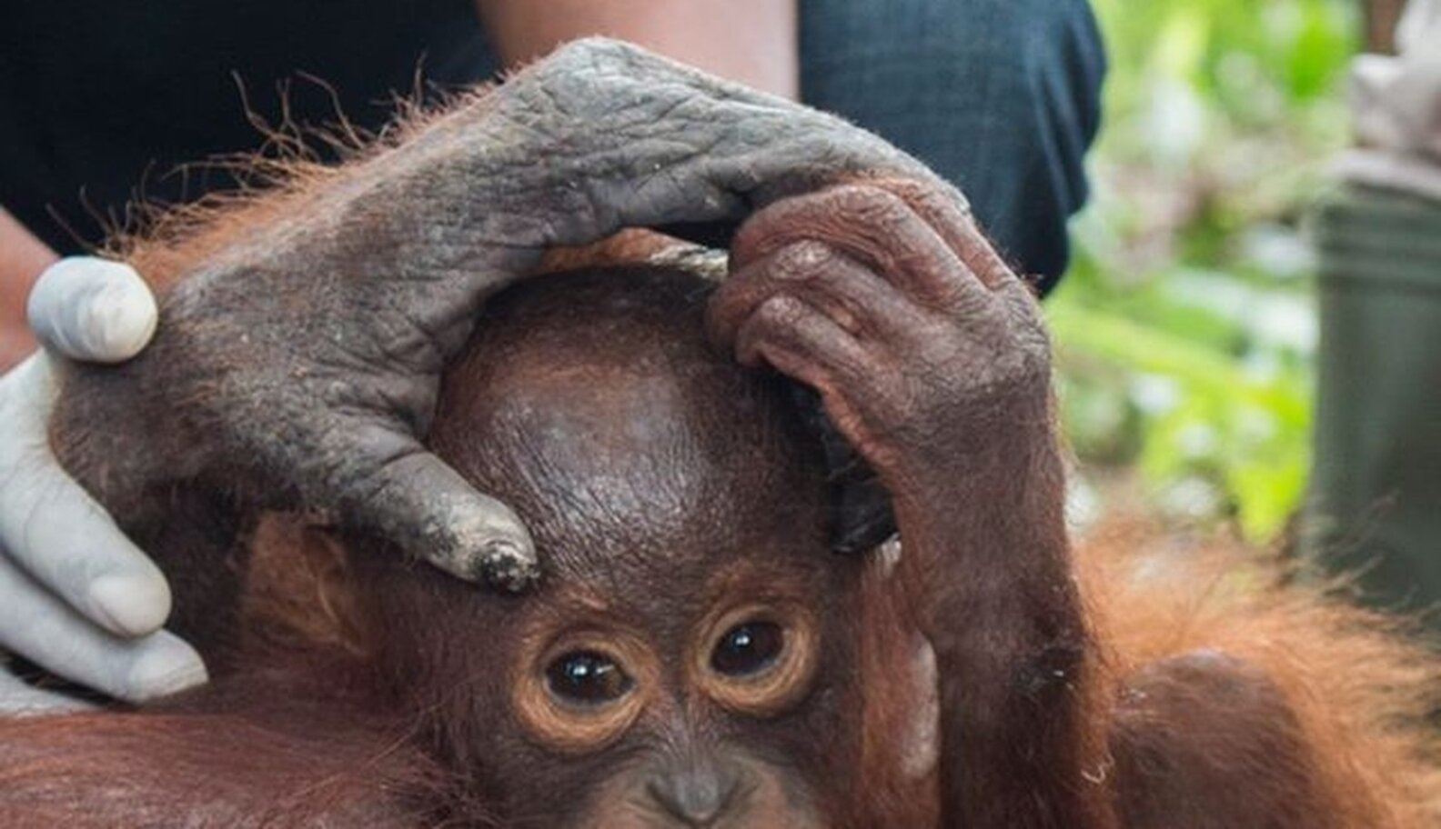 Baby Orangutan Won't Stop Hugging Starving Mom - The Dodo