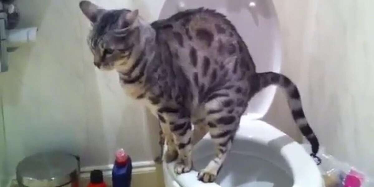 Should You Teach Your Cat To Use The Toilet? - The Dodo