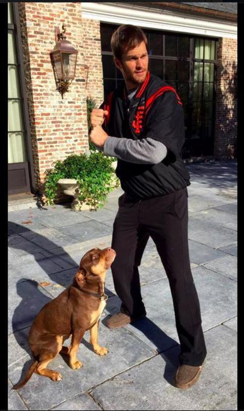 Tom Brady Has A Pit Bull Mix Named Lua, And She's The Best - The Dodo