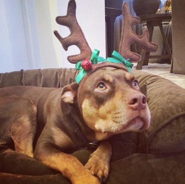 Tom Brady Has A Pit Bull Mix Named Lua, And She's The Best - The Dodo