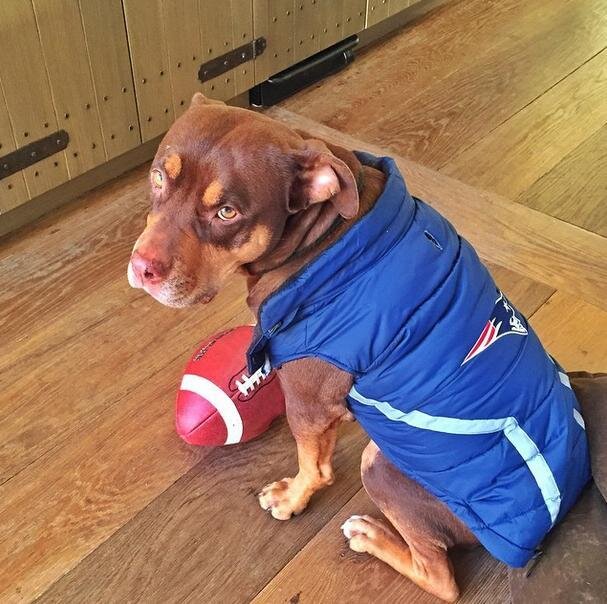 Tom Brady Has A Pit Bull Mix Named Lua, And She's The Best - The Dodo