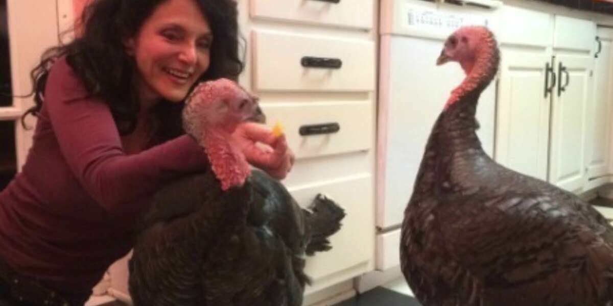 I'm Giving Two Turkeys The Best, Safest Thanksgiving Ever - The Dodo