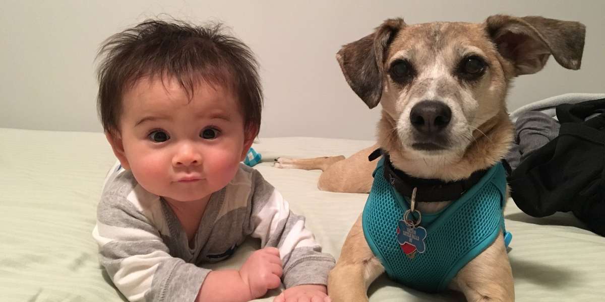 Dogs vs. Kids: One Way My Dog Is Better Than My Baby - The Dodo