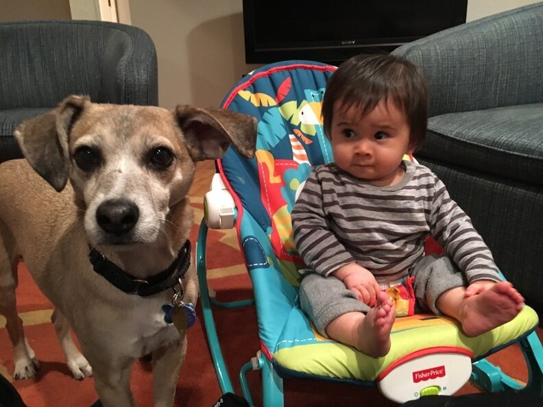 Dogs vs. Kids: One Way My Dog Is Better Than My Baby - The Dodo