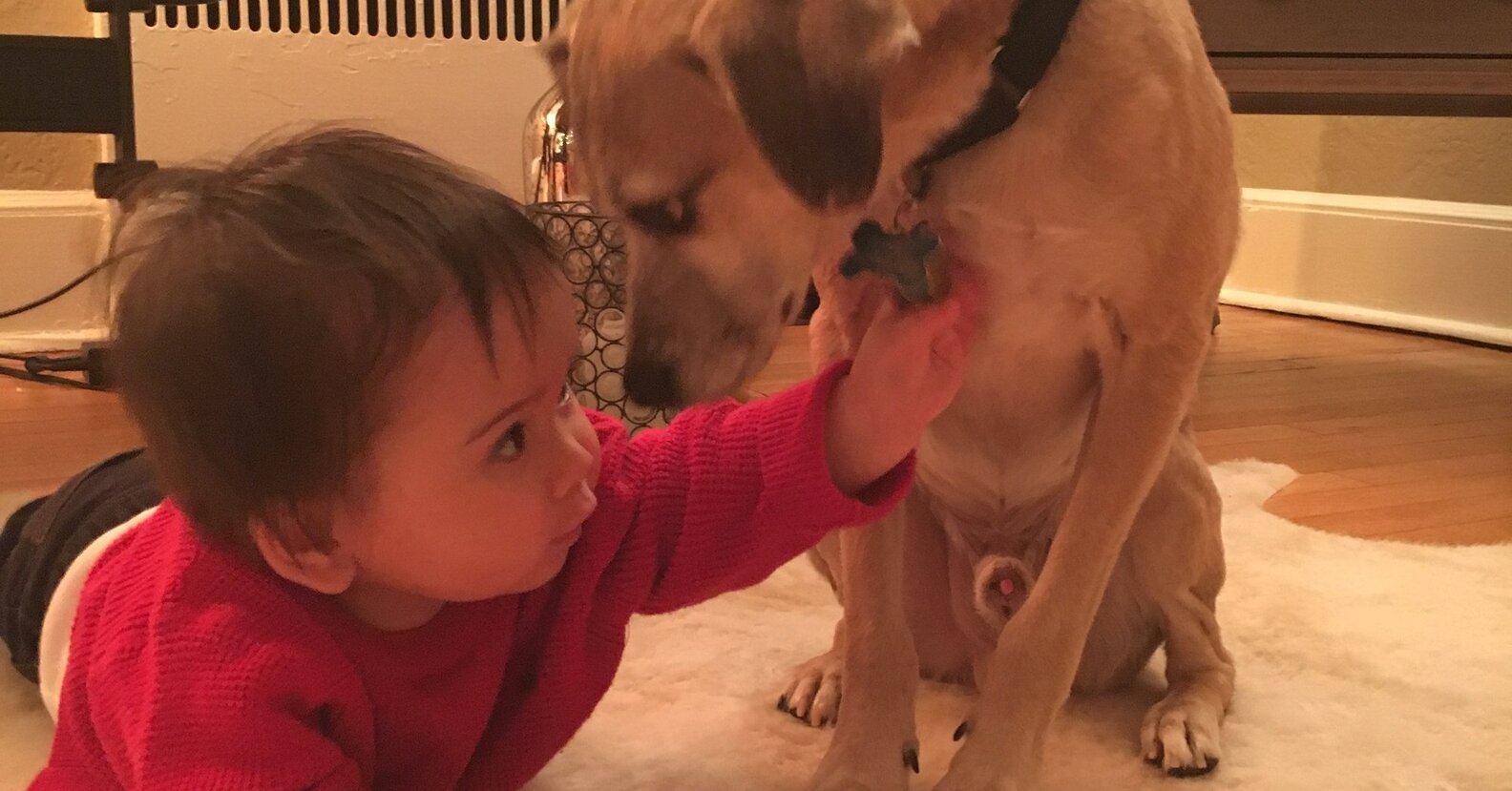 Dogs vs. Kids: One Way My Dog Is Better Than My Baby - The Dodo