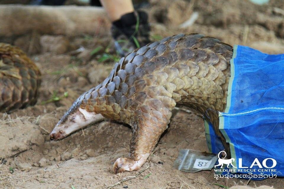Officials Make Worst Discovery Inside 200 Bags Of 'Plastics' - The Dodo