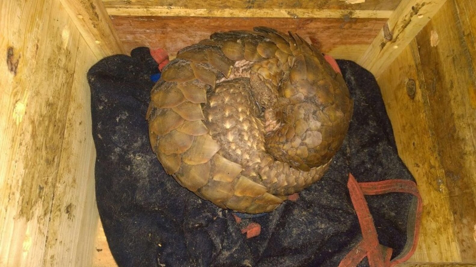 Officials Make Worst Discovery Inside 200 Bags Of 'Plastics' - The Dodo