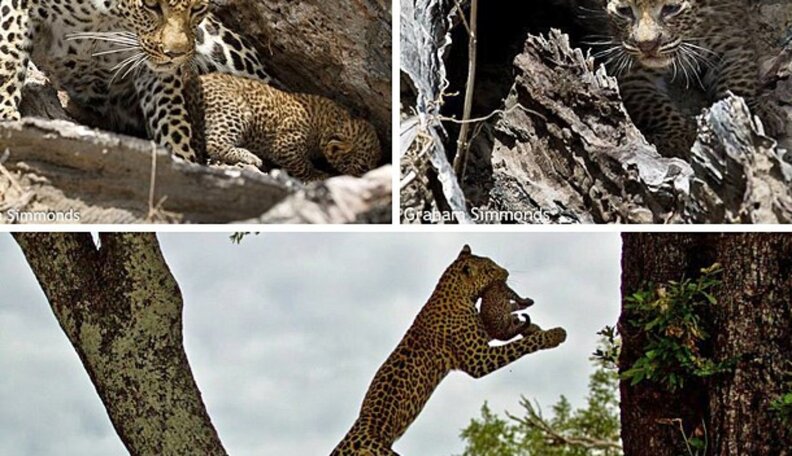 Mother Leopard Rescues Cub, Flees Python And Finds Safety - The Dodo