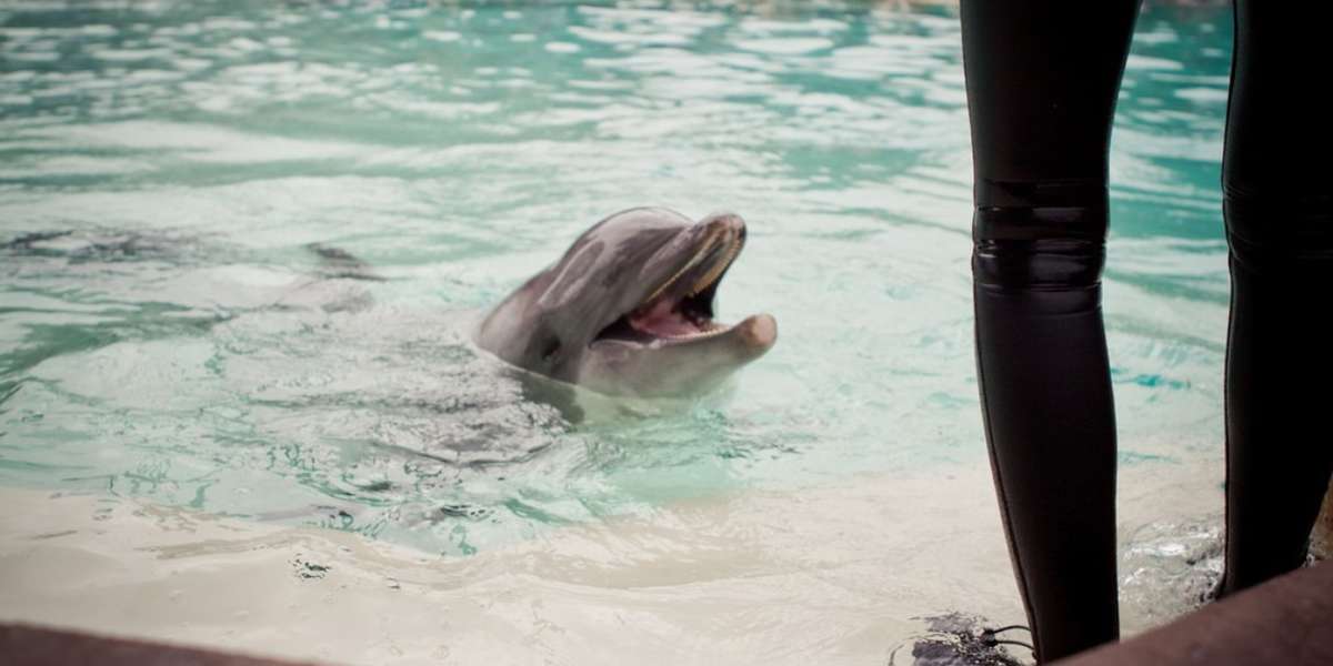USDA Investigating SeaWorld After Dolphin Bites 9-Year-Old Girl - The Dodo