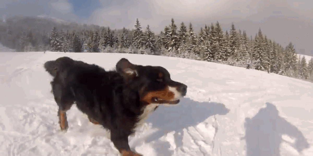 Watch A Snow Hound Gleefully Relish A Day At The Slopes - The Dodo