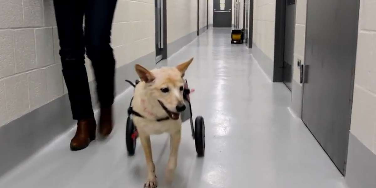 Two-Legged Dog Gets A Second Chance At Life - The Dodo