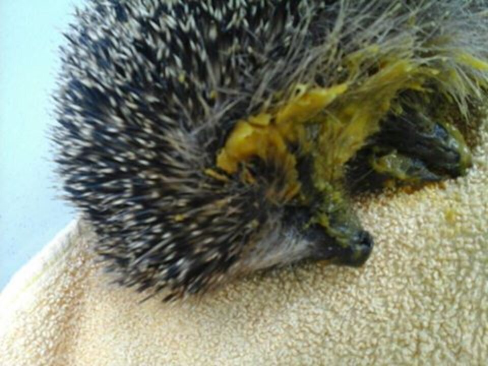 Hungover Hedgehog Is Better Again After A Nice Long Nap - The Dodo