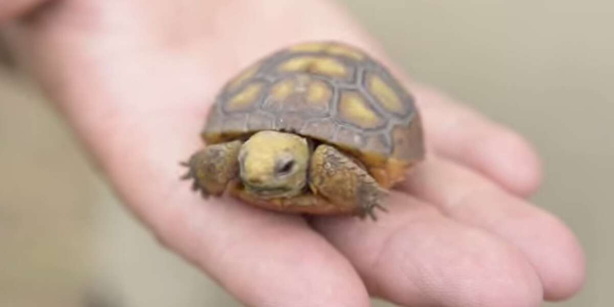 How These Little Tortoises Were Saved From Being Buried Alive - The Dodo