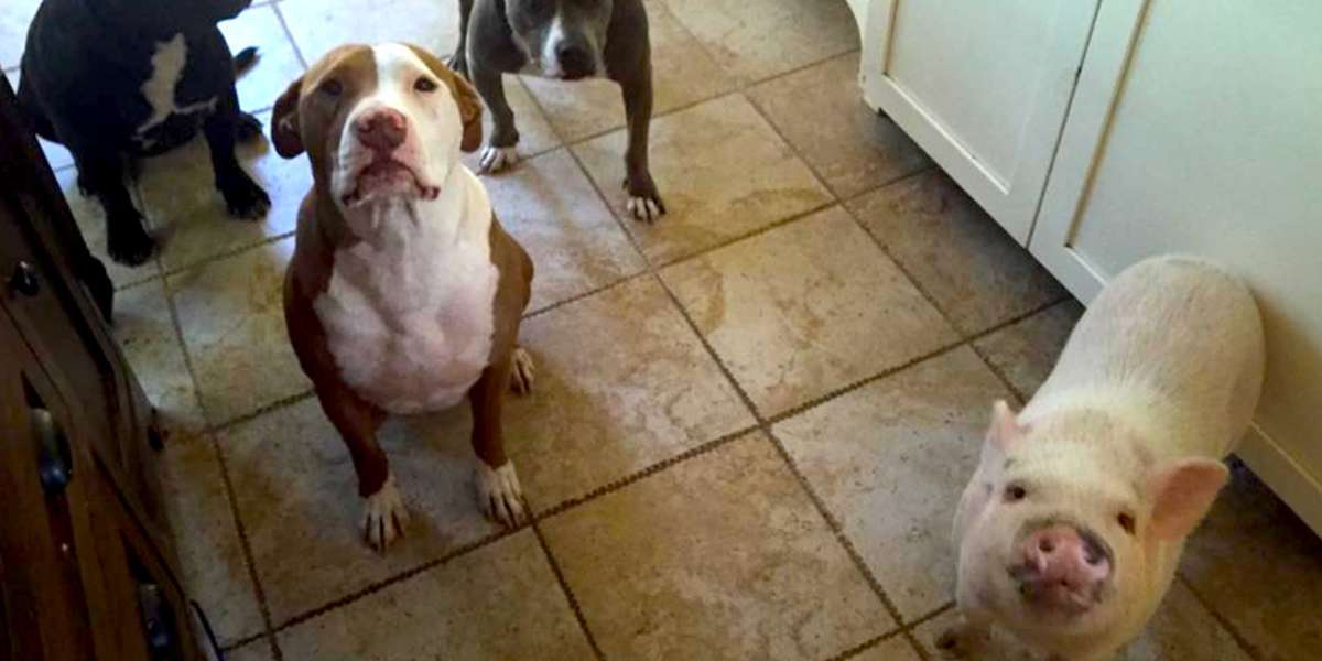 Foster Pig Decides He's Never Leaving This House - The Dodo