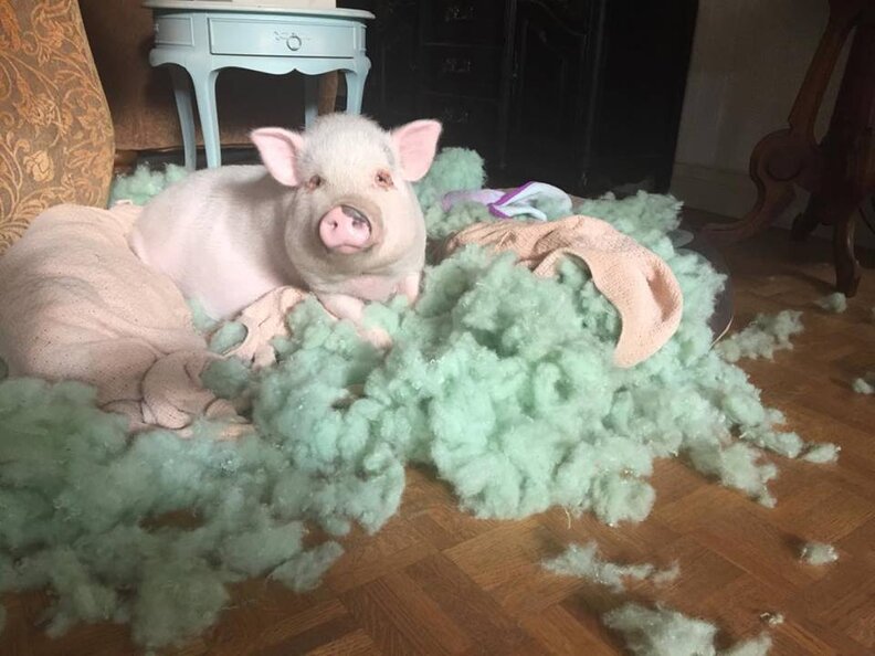 Foster Pig Decides He's Never Leaving This House - The Dodo