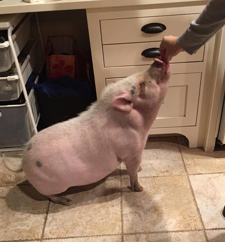 Foster Pig Decides He's Never Leaving This House - The Dodo