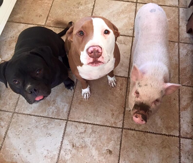 Foster Pig Decides He's Never Leaving This House - The Dodo