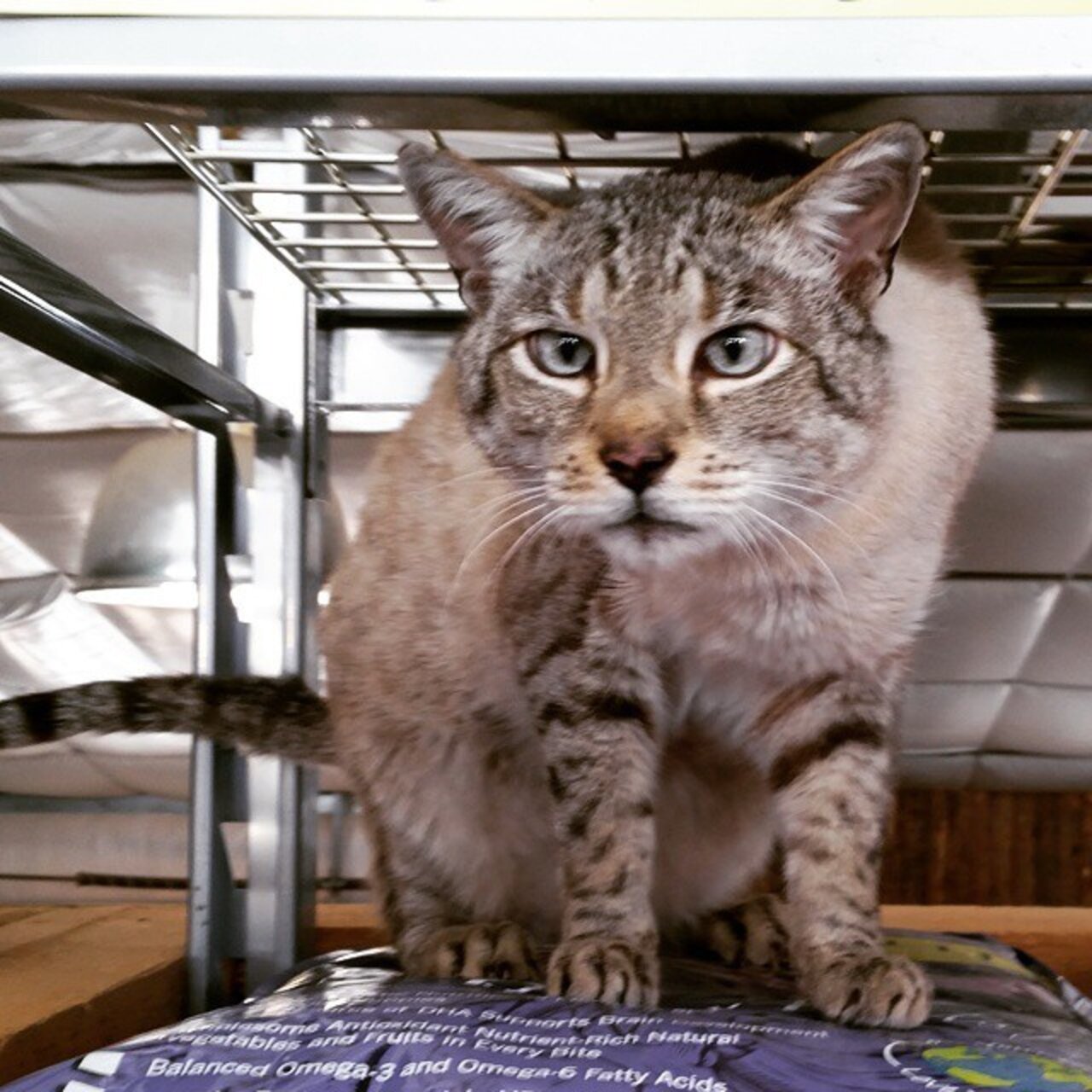 Gigantic Cat Causes Surge In Cat Adoption Rates - The Dodo