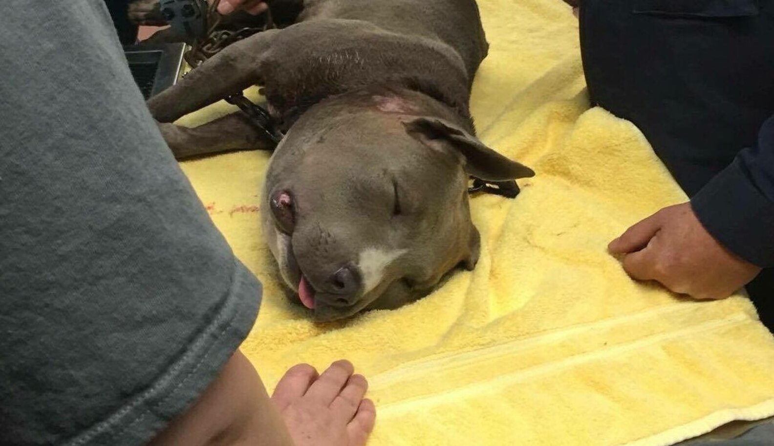 Pit Bull Found Wandering Around With A 6-Pound Chain Around Her Neck ...