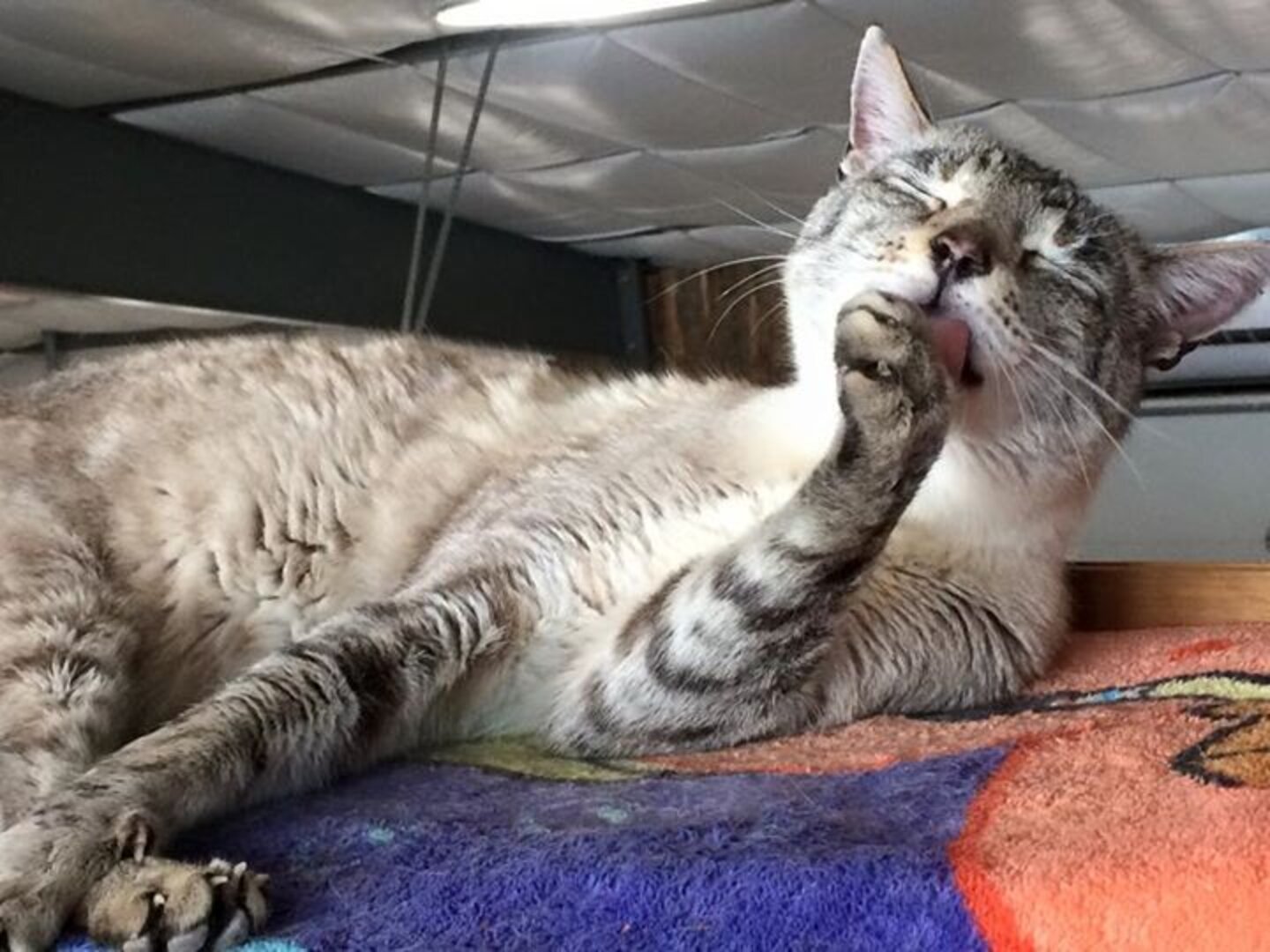 Gigantic Cat Causes Surge In Cat Adoption Rates - The Dodo