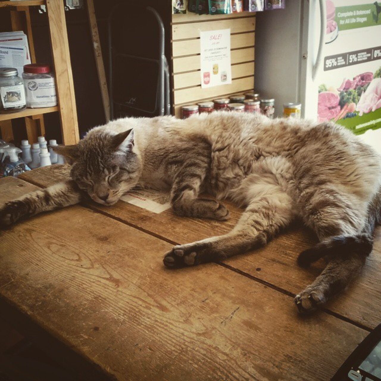 Gigantic Cat Causes Surge In Cat Adoption Rates - The Dodo