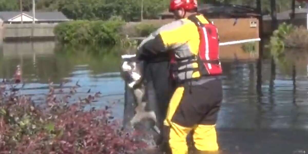 Cats And Dogs Rescued From Hurricane Floods - The Dodo
