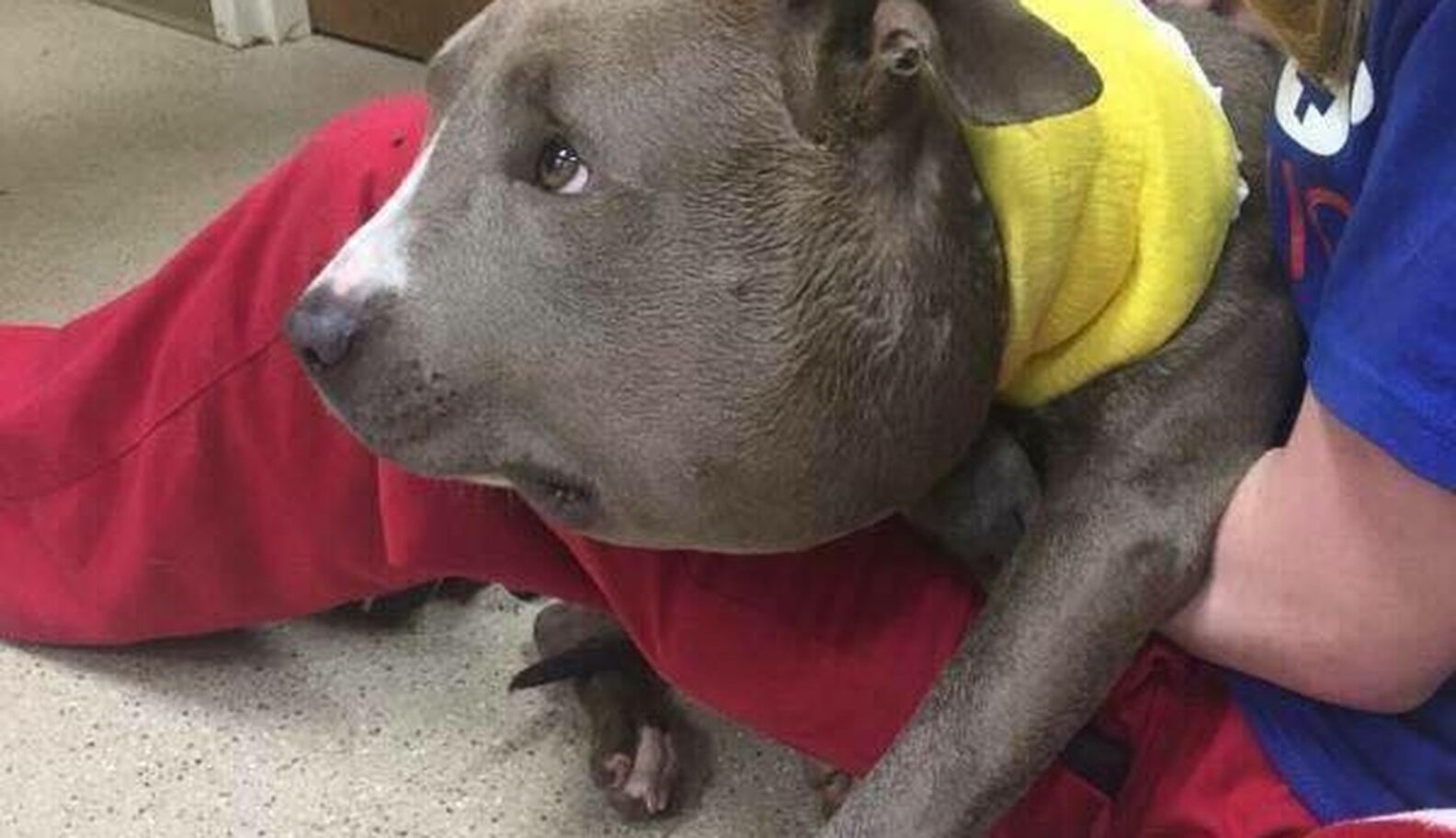 Pit Bull Found Wandering Around With A 6-Pound Chain Around Her Neck ...