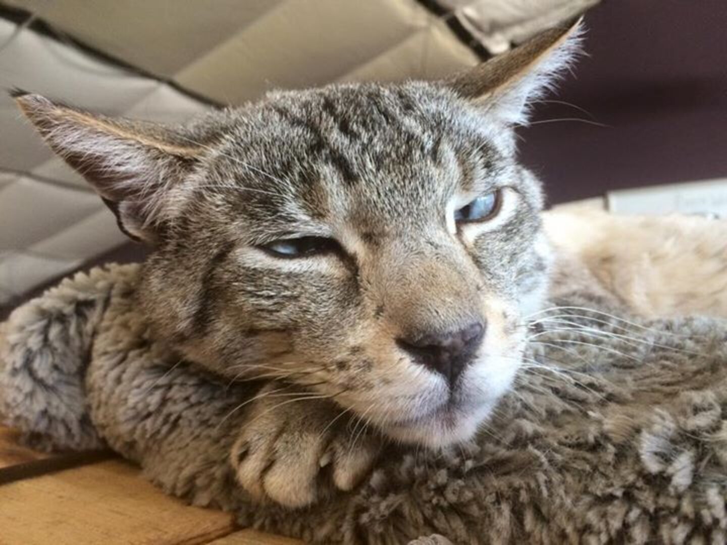 Gigantic Cat Causes Surge In Cat Adoption Rates - The Dodo