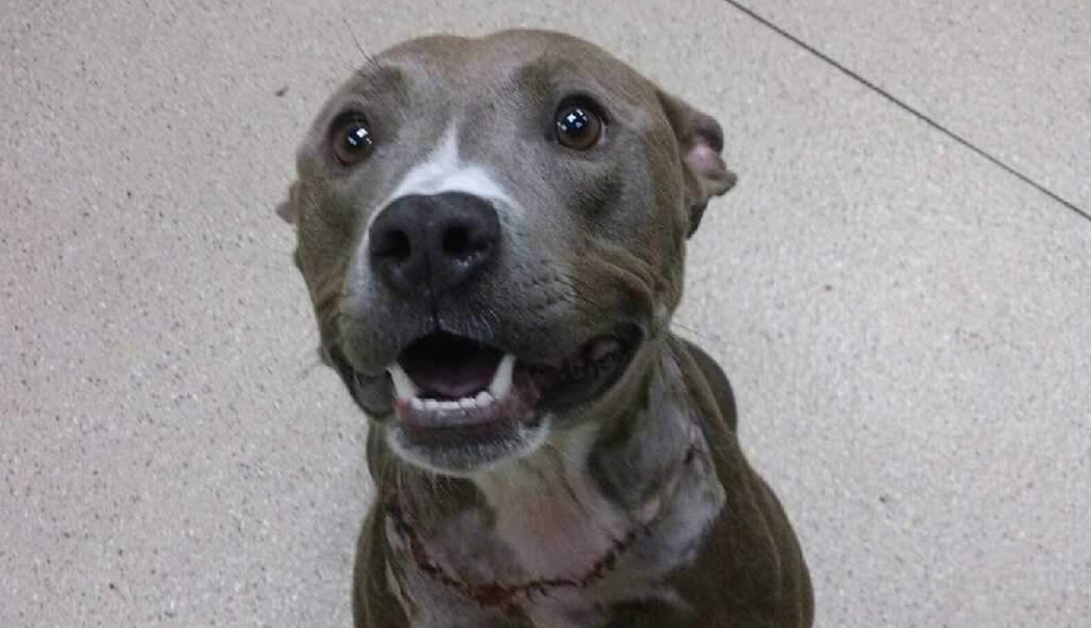 Pit Bull Found Wandering Around With A 6-Pound Chain Around Her Neck ...