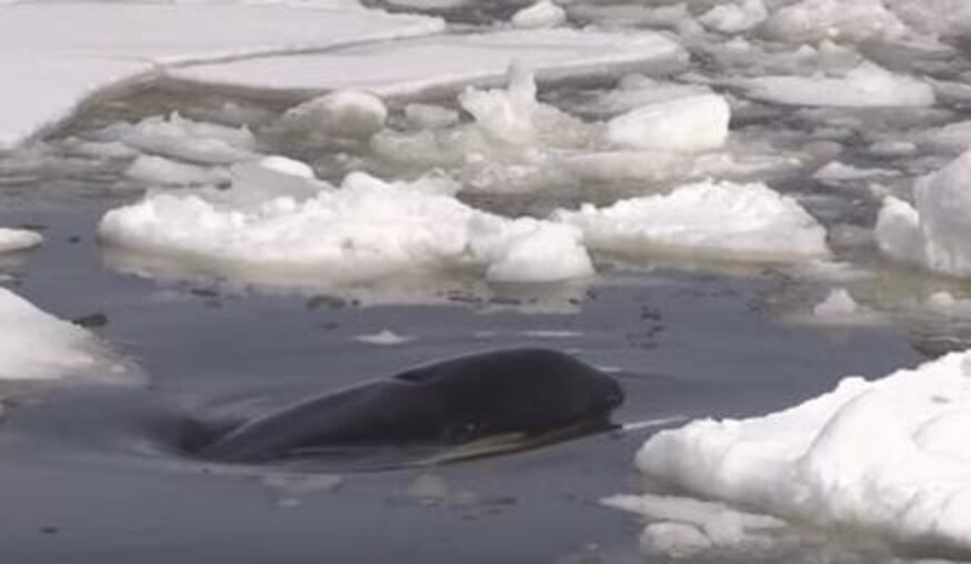 Russia: 4 Stranded Killer Whales Rescued - The Dodo