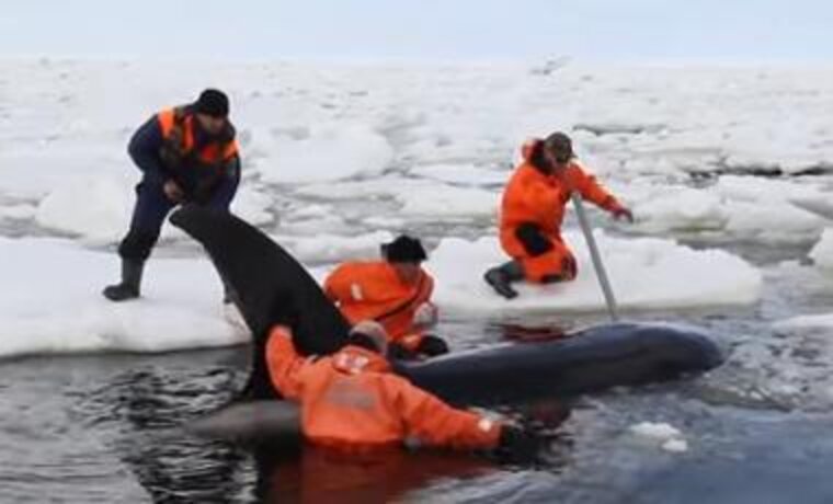 Russia: 4 Stranded Killer Whales Rescued - The Dodo