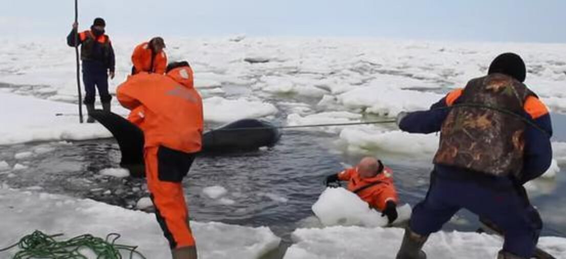 Russia: 4 Stranded Killer Whales Rescued - The Dodo